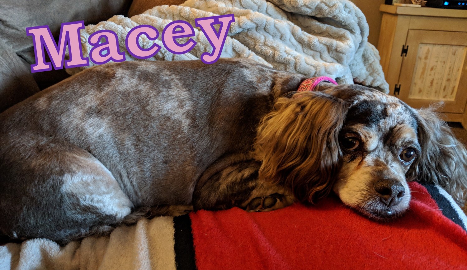 Staff - Whitehall Veterinary Service - Whitehall, WI